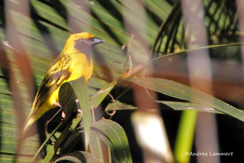 Mauritius Tierwelt - ein Paradies nicht nur für Birdwatcher