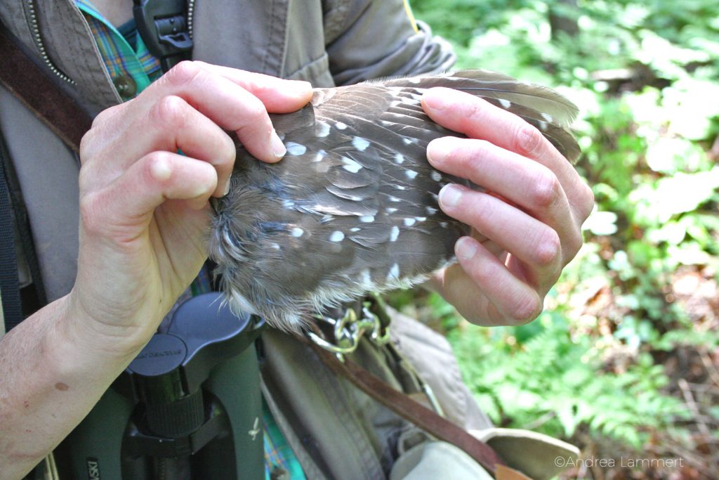 Nachhaltig reisen am Weissensee: Safari mit Peter Sorger