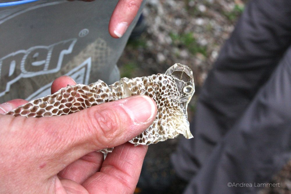 Nachhaltig reisen am Weissensee: Safari mit Peter Sorger