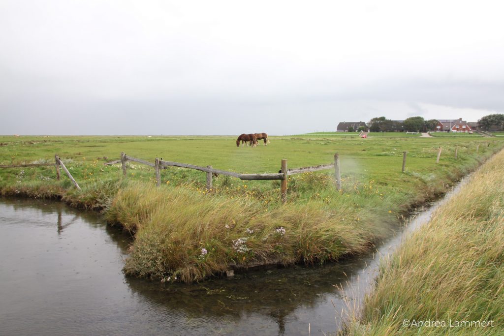 Kleine Auszeit auf der Hallig Hooge in der Nordsee