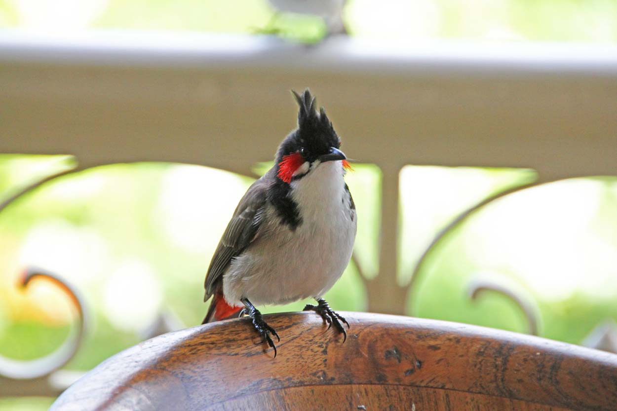 Mauritius Tierwelt - ein Paradies nicht nur für Birdwatcher