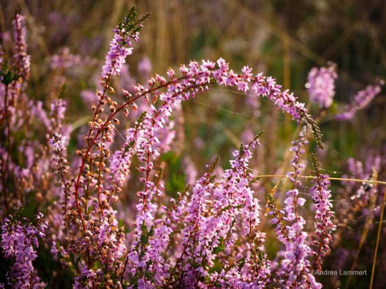 Wanderung zum Sonnenaufgang zur Heideblüte in Undeloh