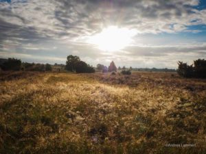 Wanderung zum Sonnenaufgang zur Heideblüte in Undeloh